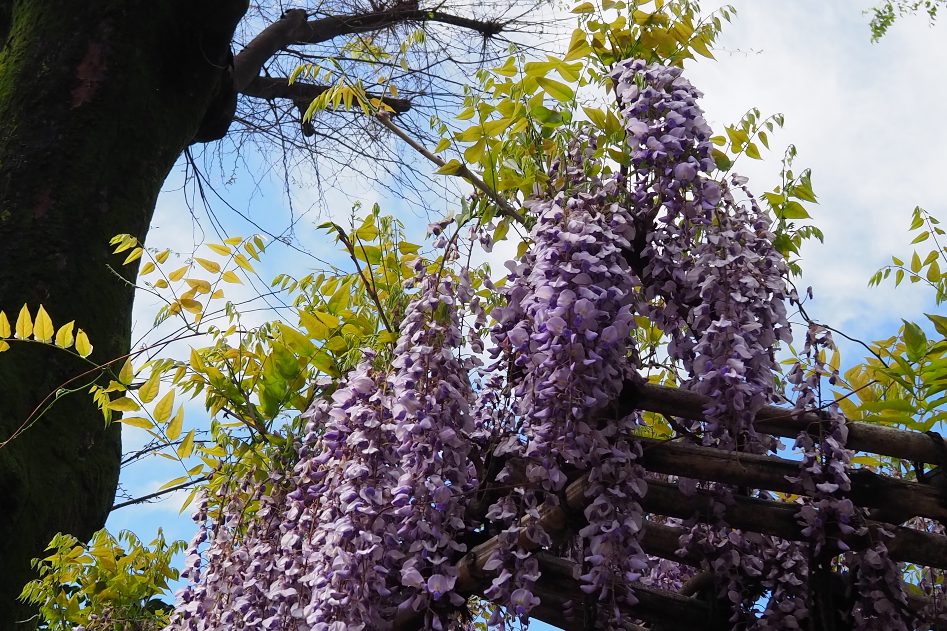 薬王院の牡丹＠下落合: ぶらぶら日記